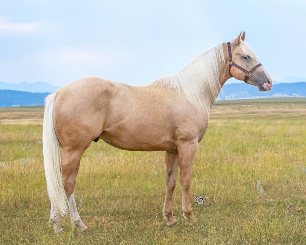 Quarter Horse Stallions – Bridgeman Land & Livestock