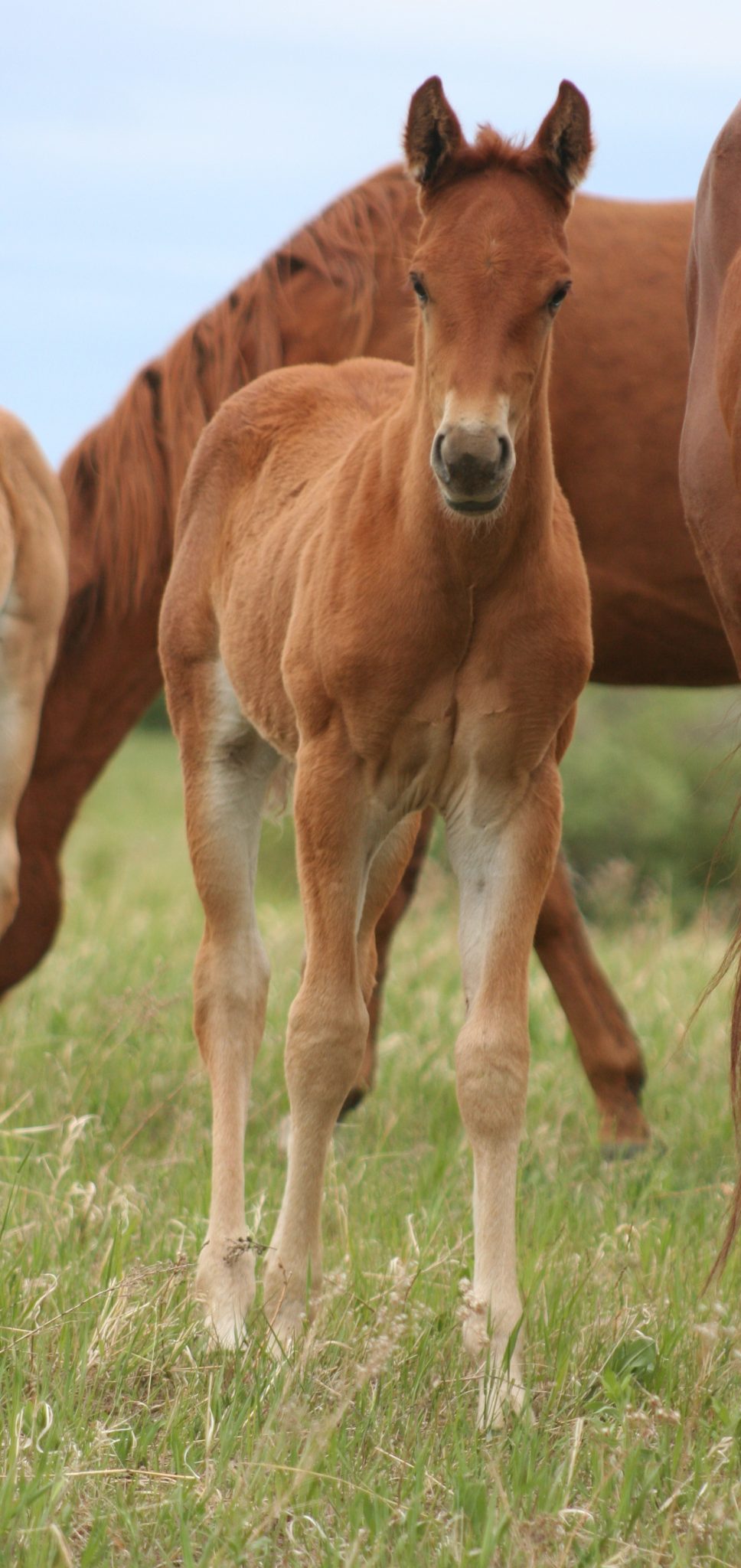 Quarter Horse Weanlings – Bridgeman Land & Livestock