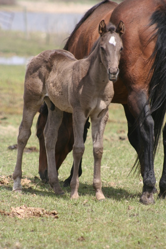 Quarter Horse Weanlings – Bridgeman Land & Livestock