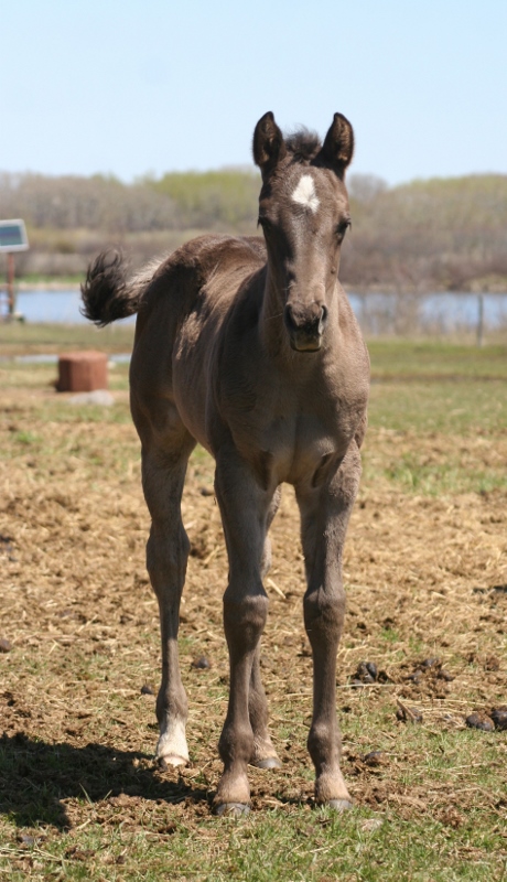 Quarter Horse Weanlings – Bridgeman Land & Livestock