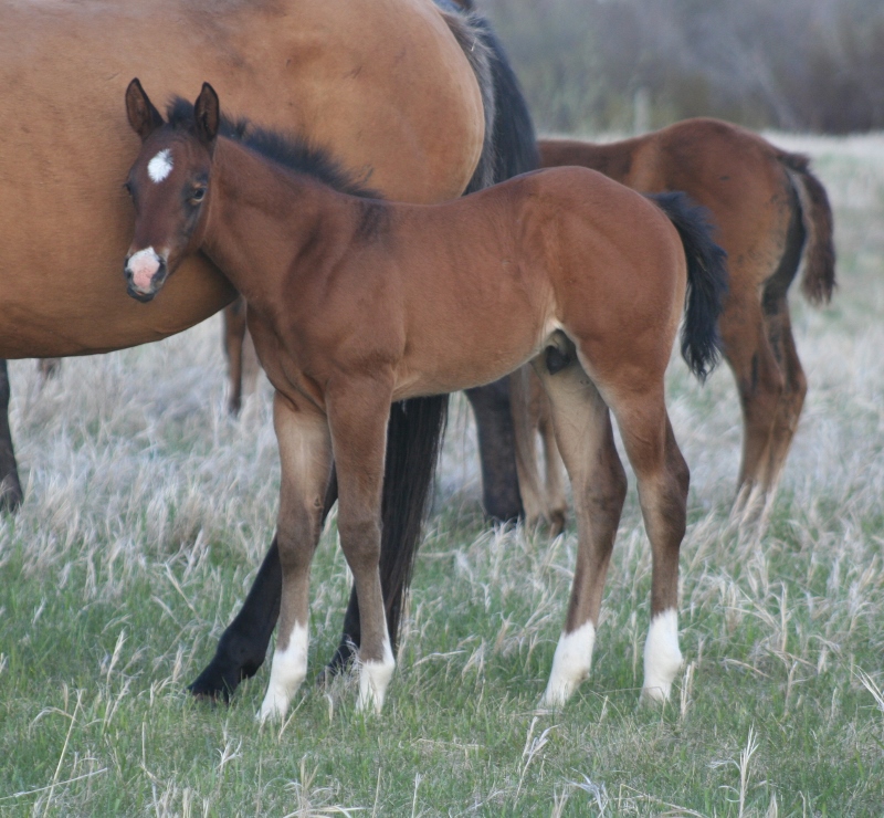 Quarter Horse Weanlings – Bridgeman Land & Livestock