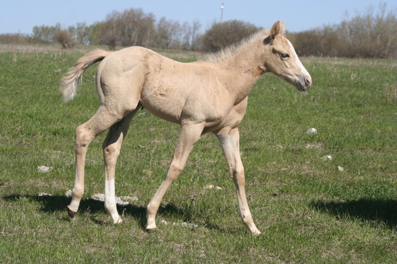 Quarter Horse Weanlings – Bridgeman Land & Livestock