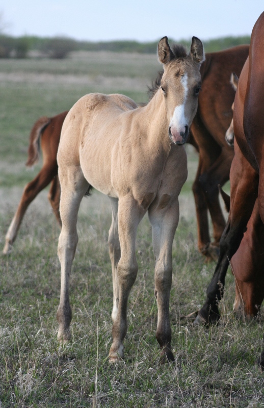 Quarter Horse Weanlings – Bridgeman Land & Livestock