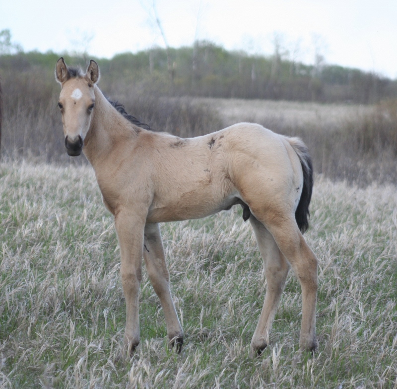 Quarter Horse Weanlings – Bridgeman Land & Livestock