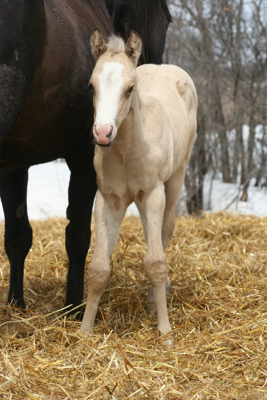 Quarter Horse Weanlings – Bridgeman Land & Livestock
