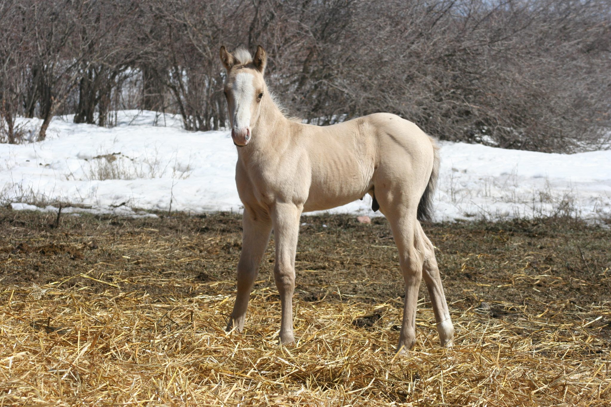 Quarter Horse Weanlings – Bridgeman Land & Livestock