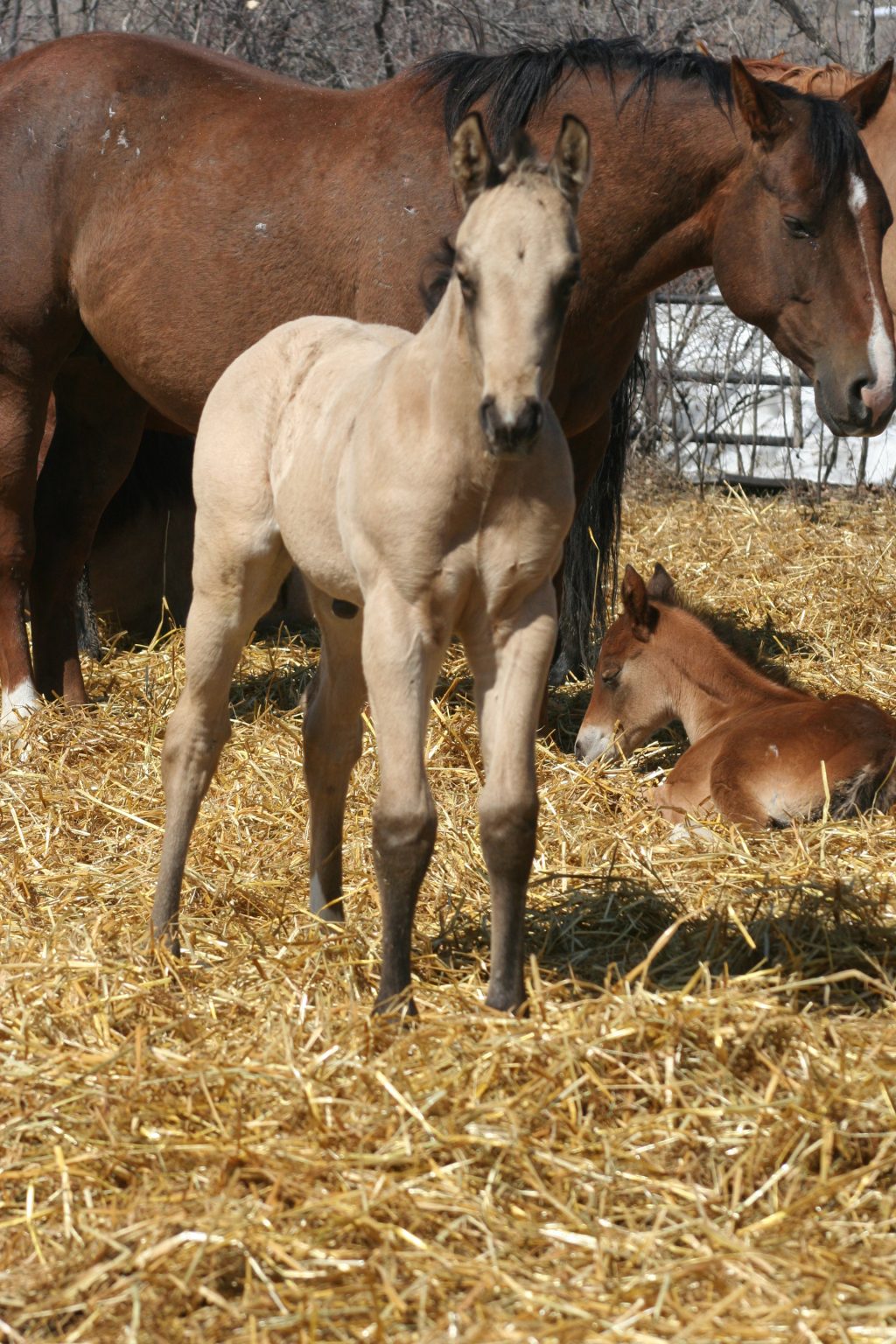 Quarter Horse Weanlings – Bridgeman Land & Livestock