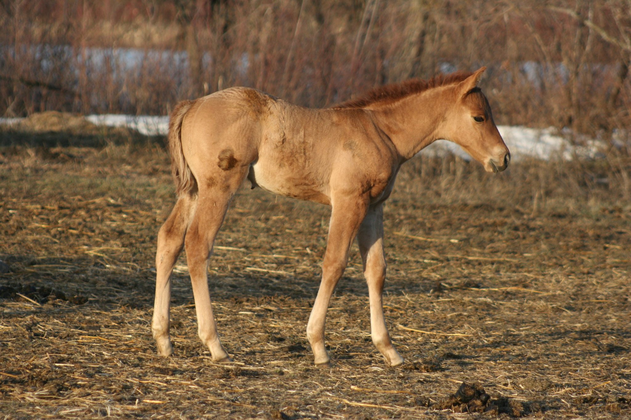 Quarter Horse Weanlings – Bridgeman Land & Livestock