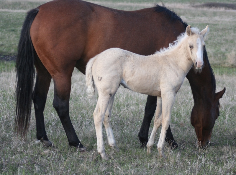 Quarter Horse Weanlings – Bridgeman Land & Livestock