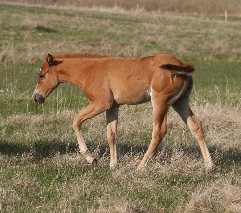 Quarter Horse Weanlings – Bridgeman Land & Livestock