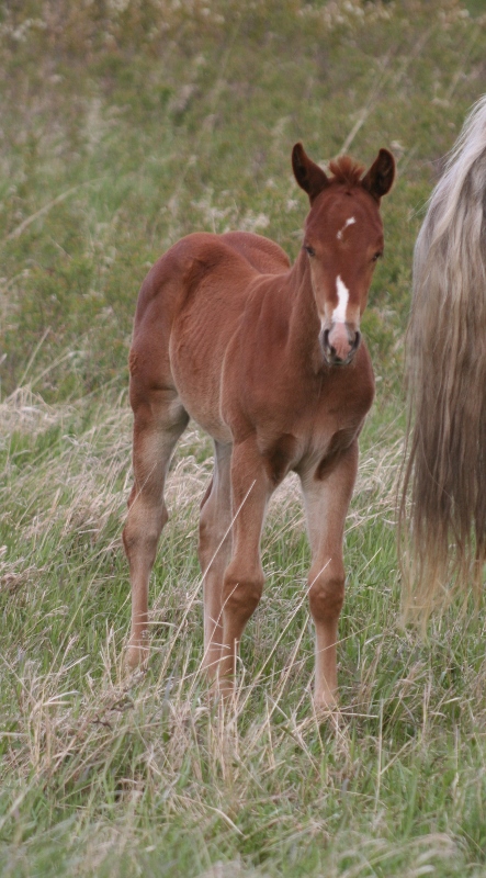 Quarter Horse Weanlings – Bridgeman Land & Livestock