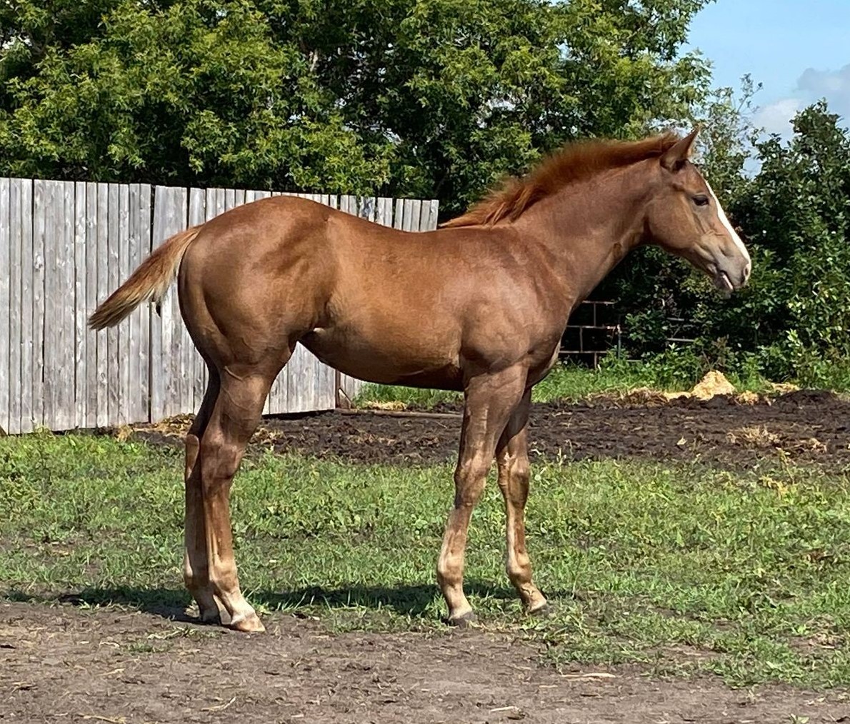 Quarter Horse Weanlings – Bridgeman Land & Livestock