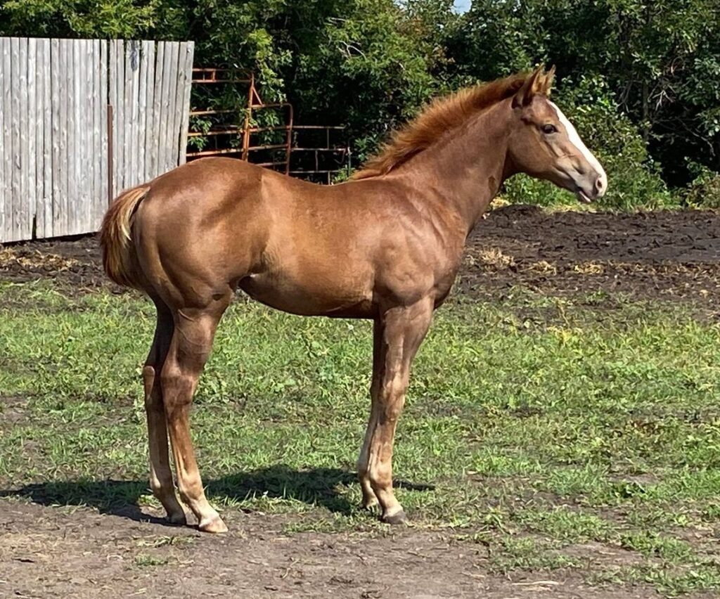 Quarter Horse Weanlings – Bridgeman Land & Livestock