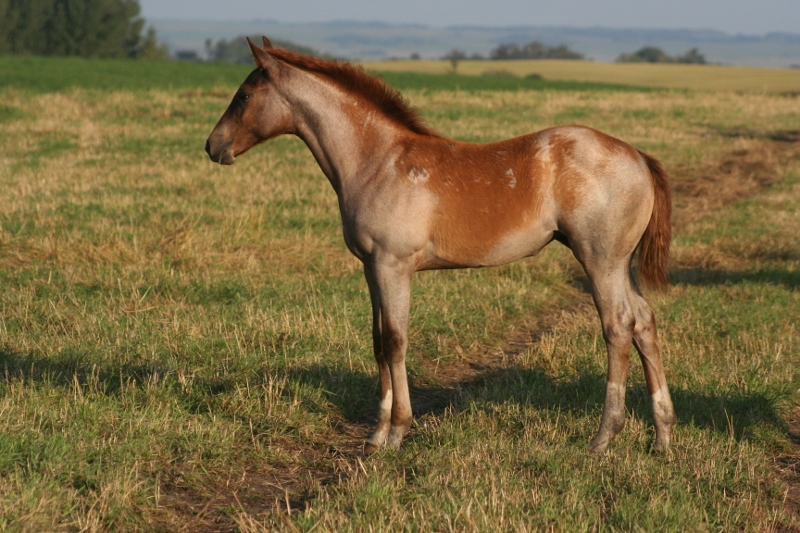 Quarter Horse Weanlings – Bridgeman Land & Livestock