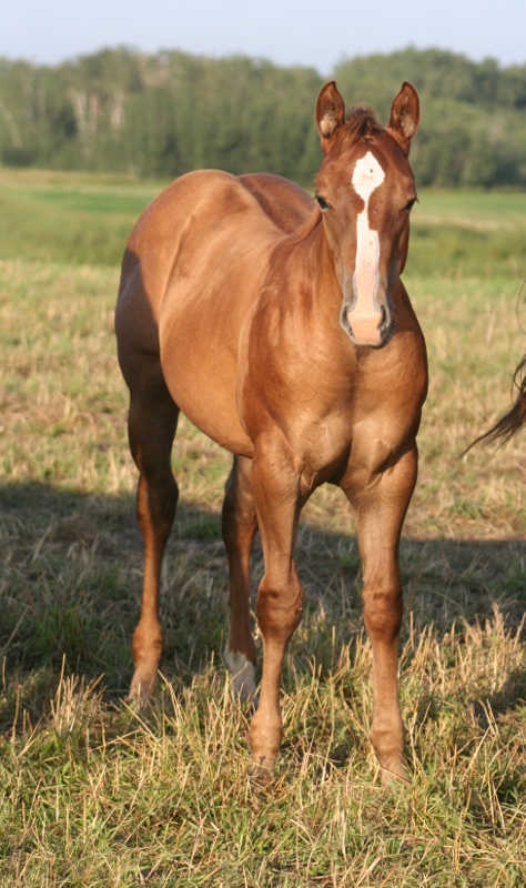 Quarter Horse Weanlings – Bridgeman Land & Livestock