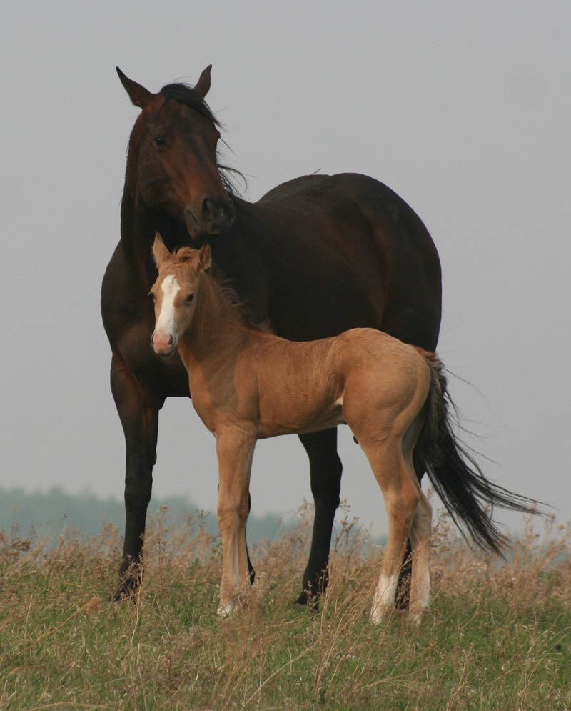 Quarter Horse Weanlings – Bridgeman Land & Livestock