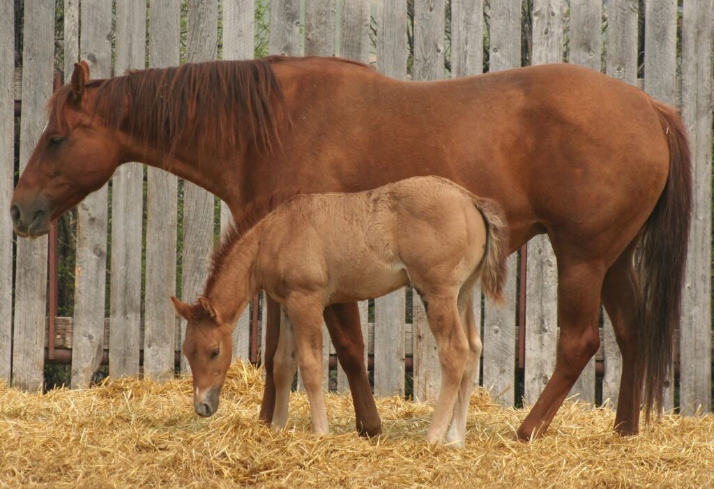 Quarter Horse Weanlings – Bridgeman Land & Livestock