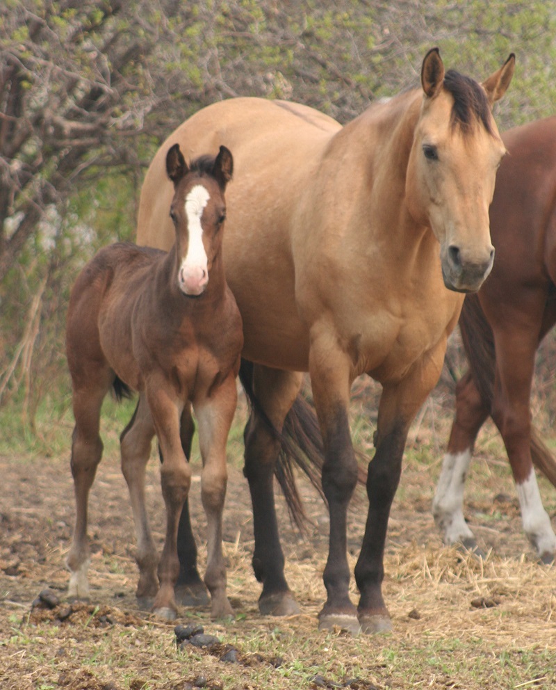 Quarter Horse Weanlings – Bridgeman Land & Livestock