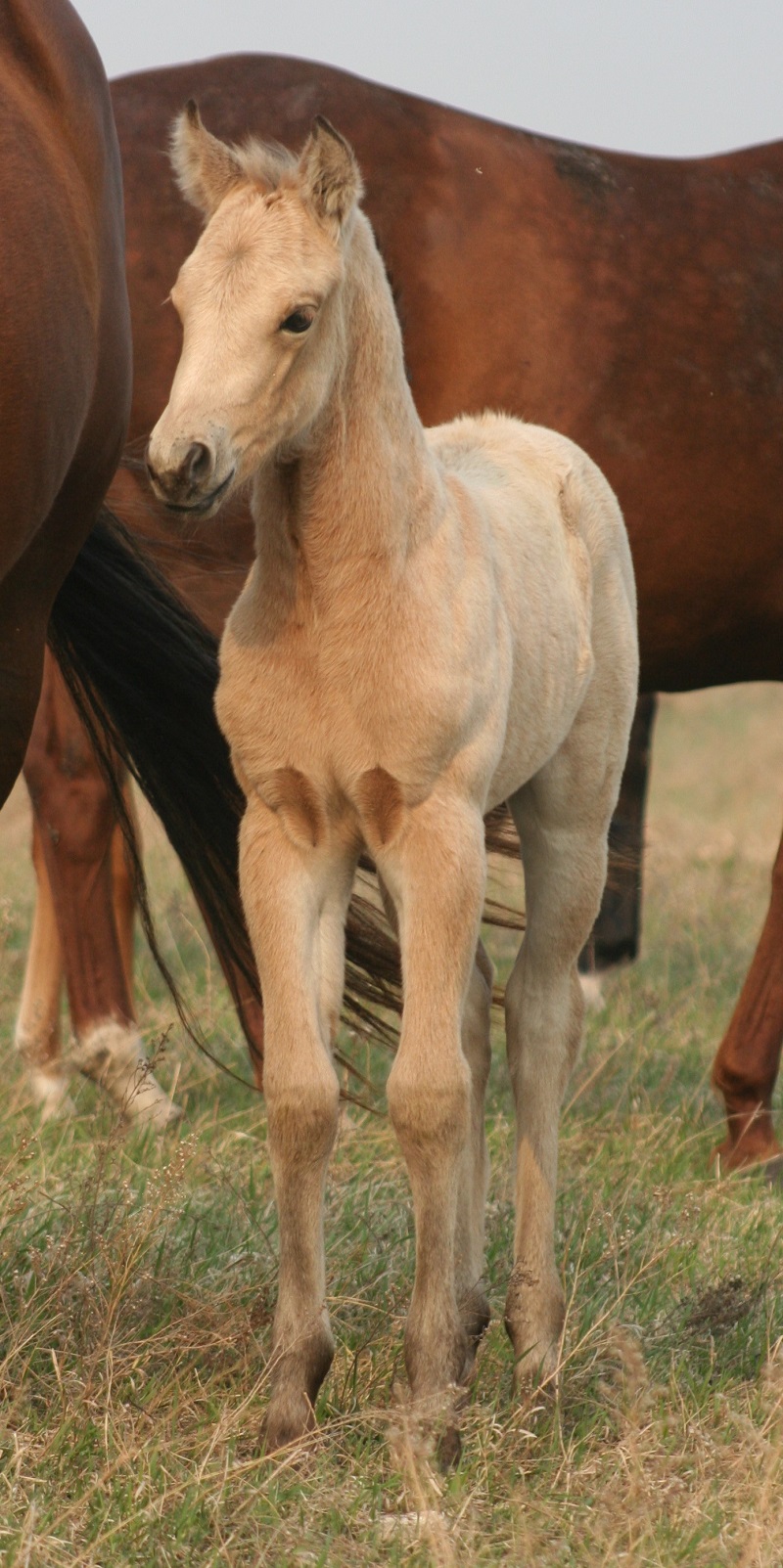 Quarter Horse Weanlings – Bridgeman Land & Livestock