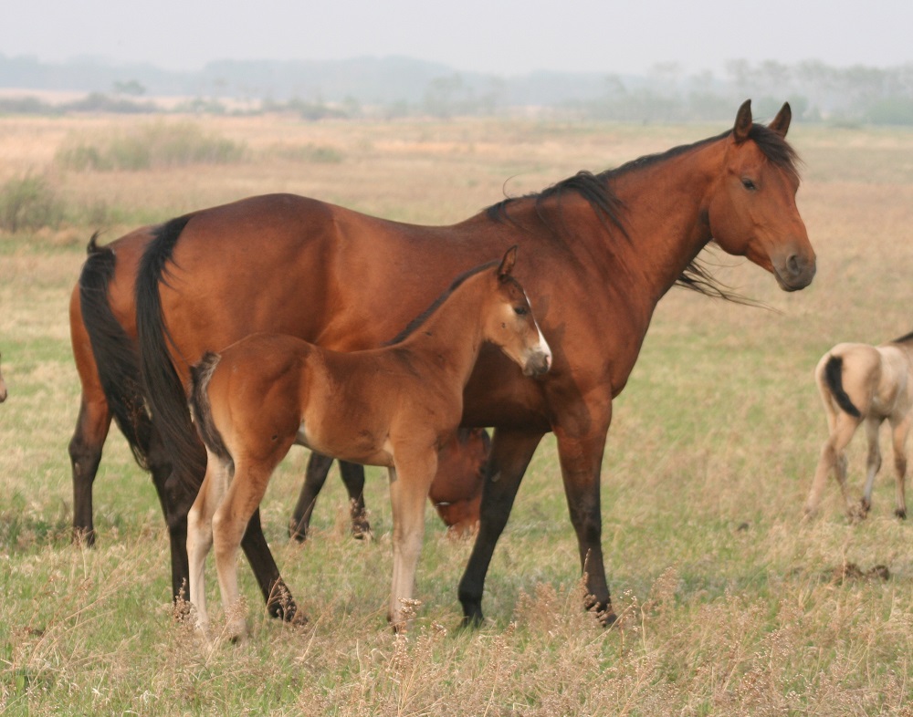 Quarter Horse Weanlings – Bridgeman Land & Livestock
