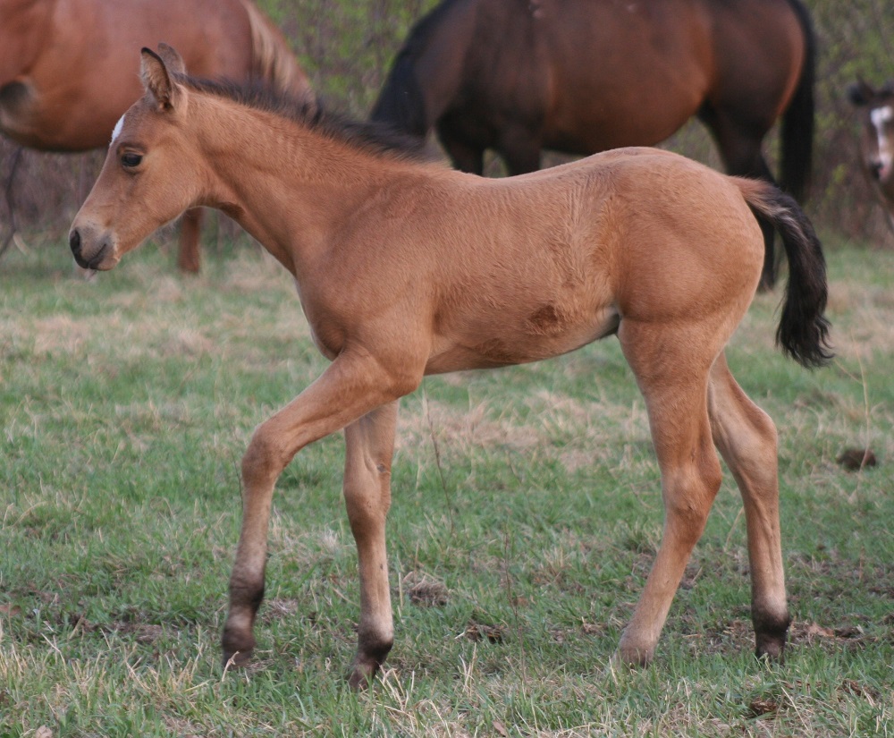 Quarter Horse Weanlings – Bridgeman Land & Livestock