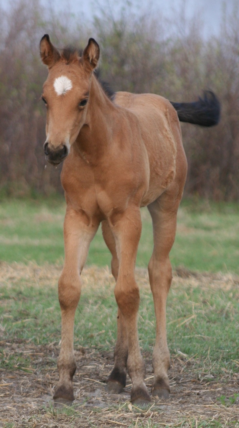 Quarter Horse Weanlings – Bridgeman Land & Livestock