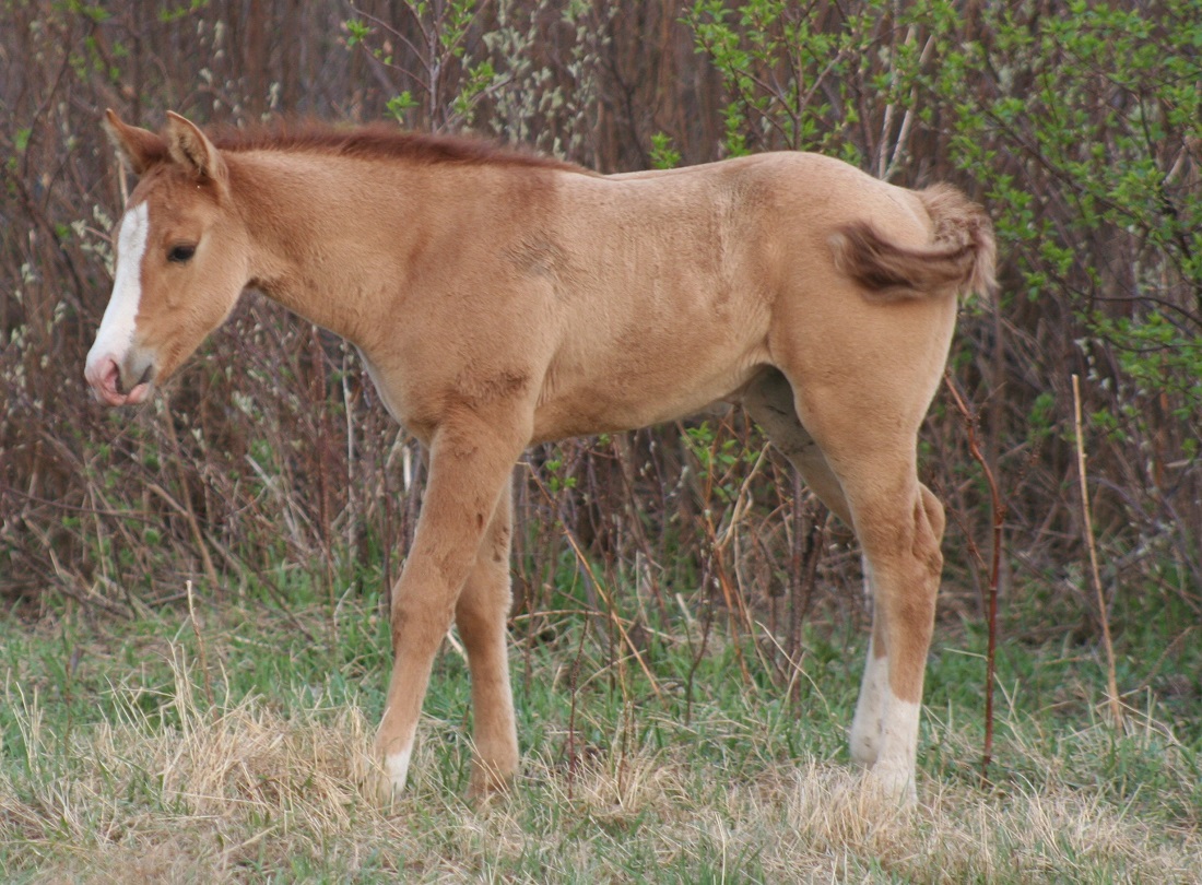 Quarter Horse Weanlings – Bridgeman Land & Livestock