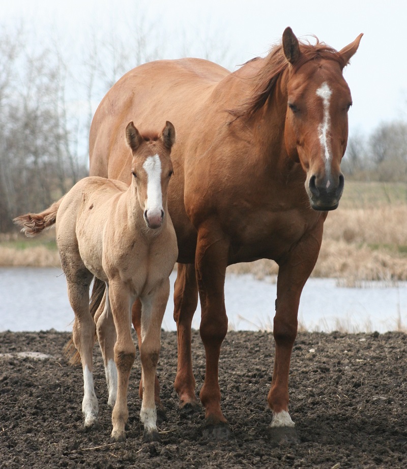 Quarter Horse Weanlings – Bridgeman Land & Livestock