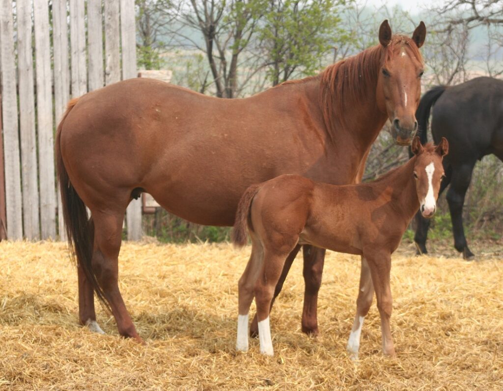Quarter Horse Weanlings – Bridgeman Land & Livestock