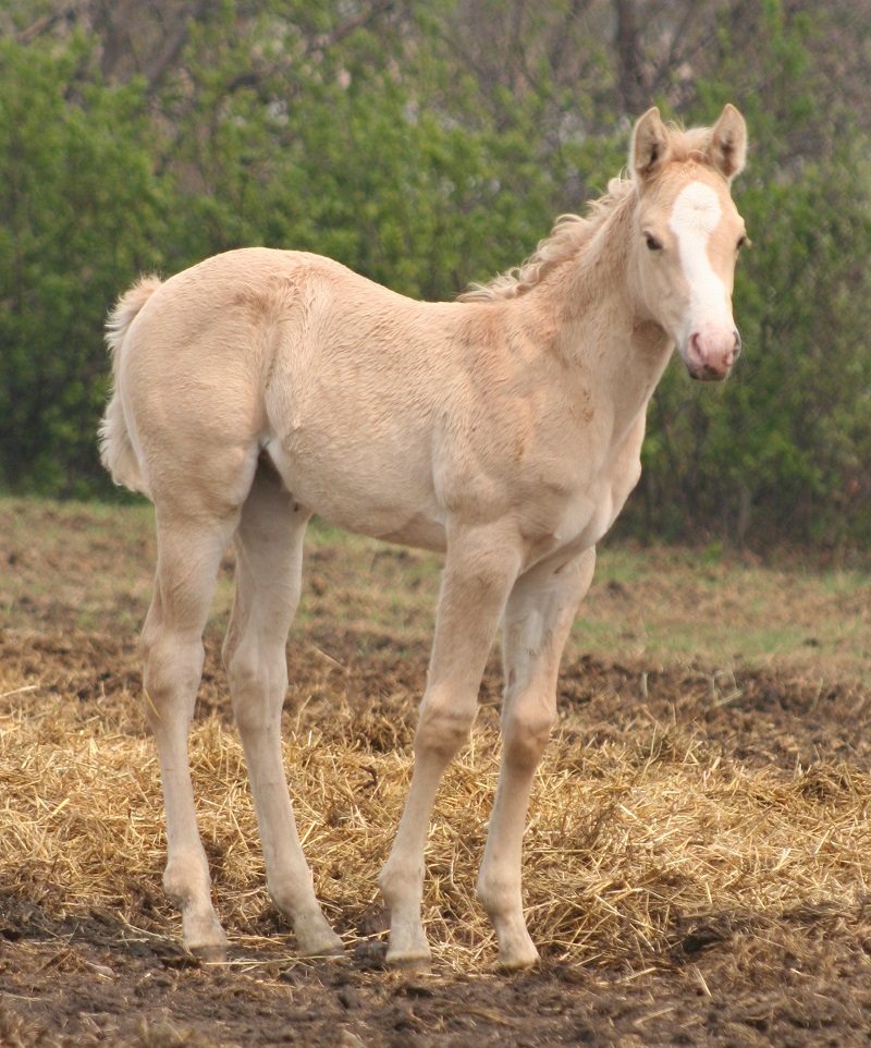 Quarter Horse Weanlings – Bridgeman Land & Livestock