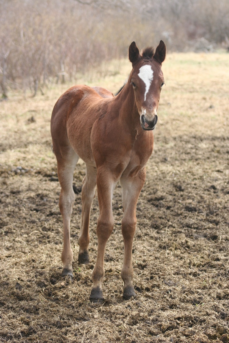 Quarter Horse Weanlings – Bridgeman Land & Livestock