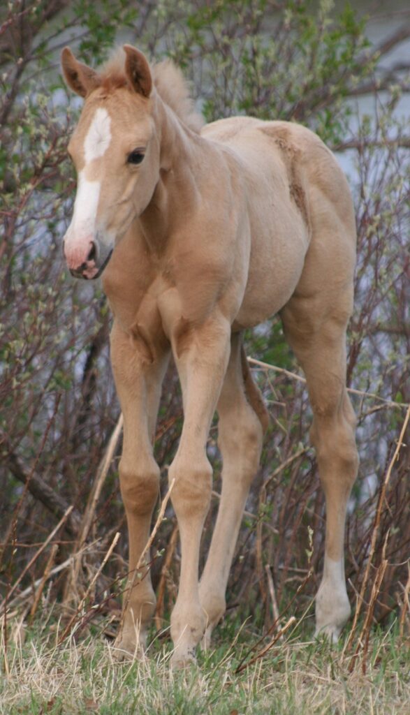 Quarter Horse Weanlings – Bridgeman Land & Livestock
