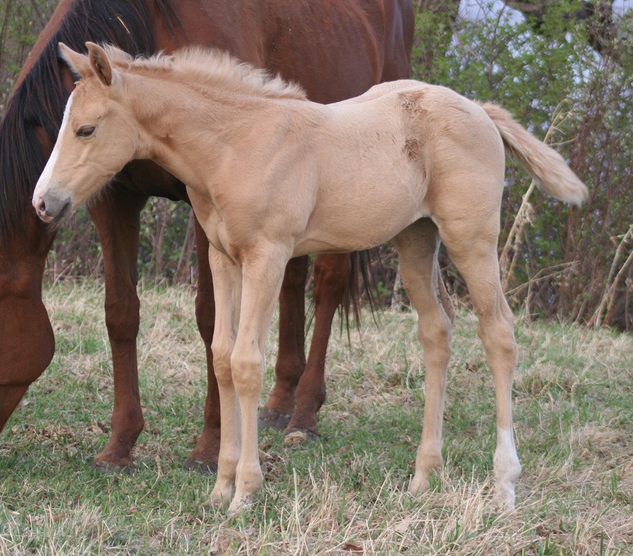 Quarter Horse Weanlings – Bridgeman Land & Livestock