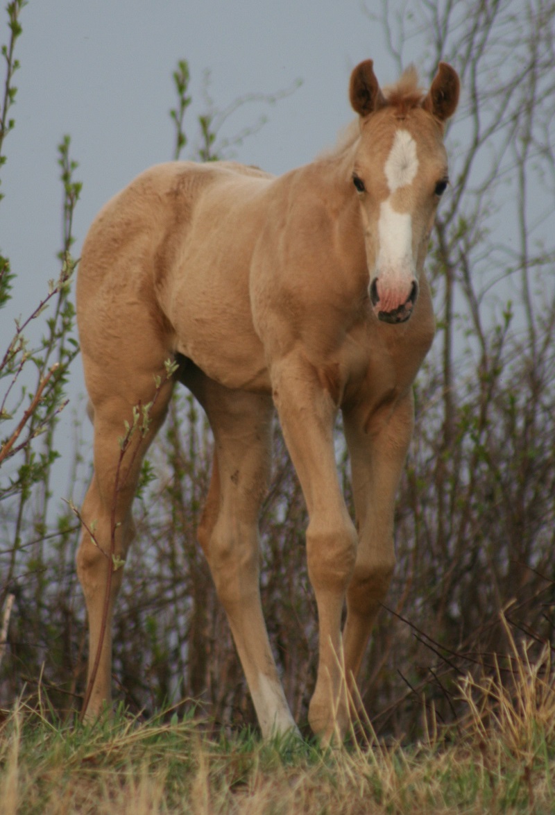 Quarter Horse Weanlings – Bridgeman Land & Livestock