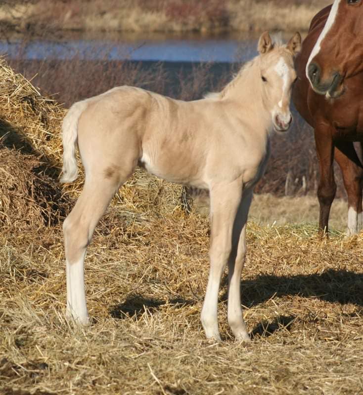 Quarter Horse Weanlings – Bridgeman Land & Livestock