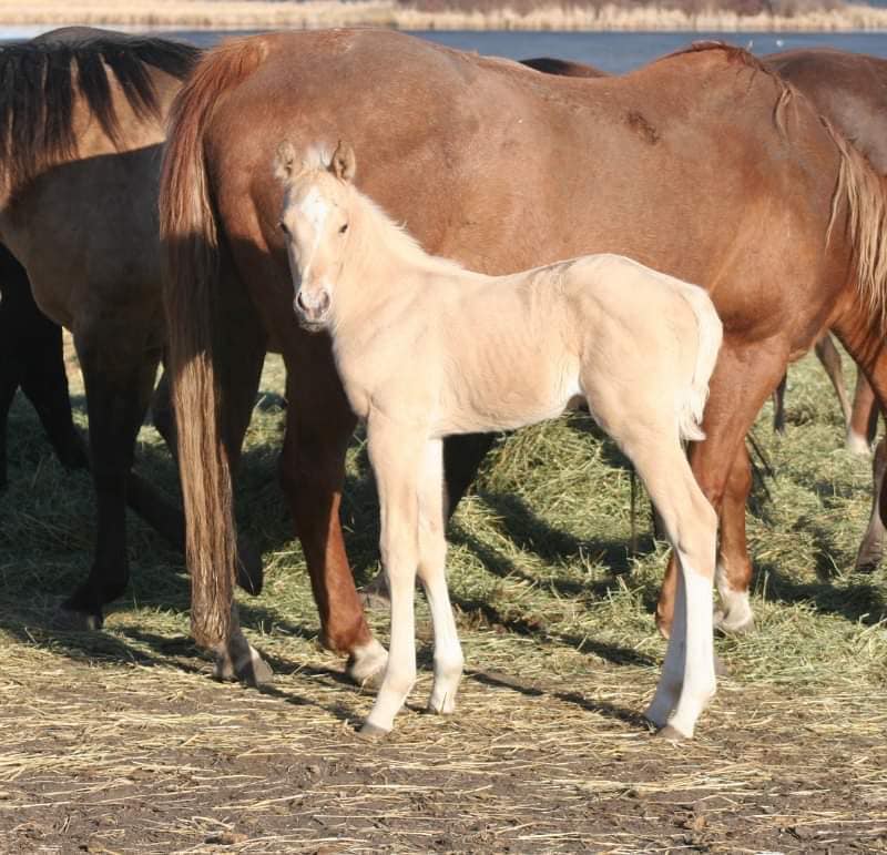 Quarter Horse Weanlings – Bridgeman Land & Livestock