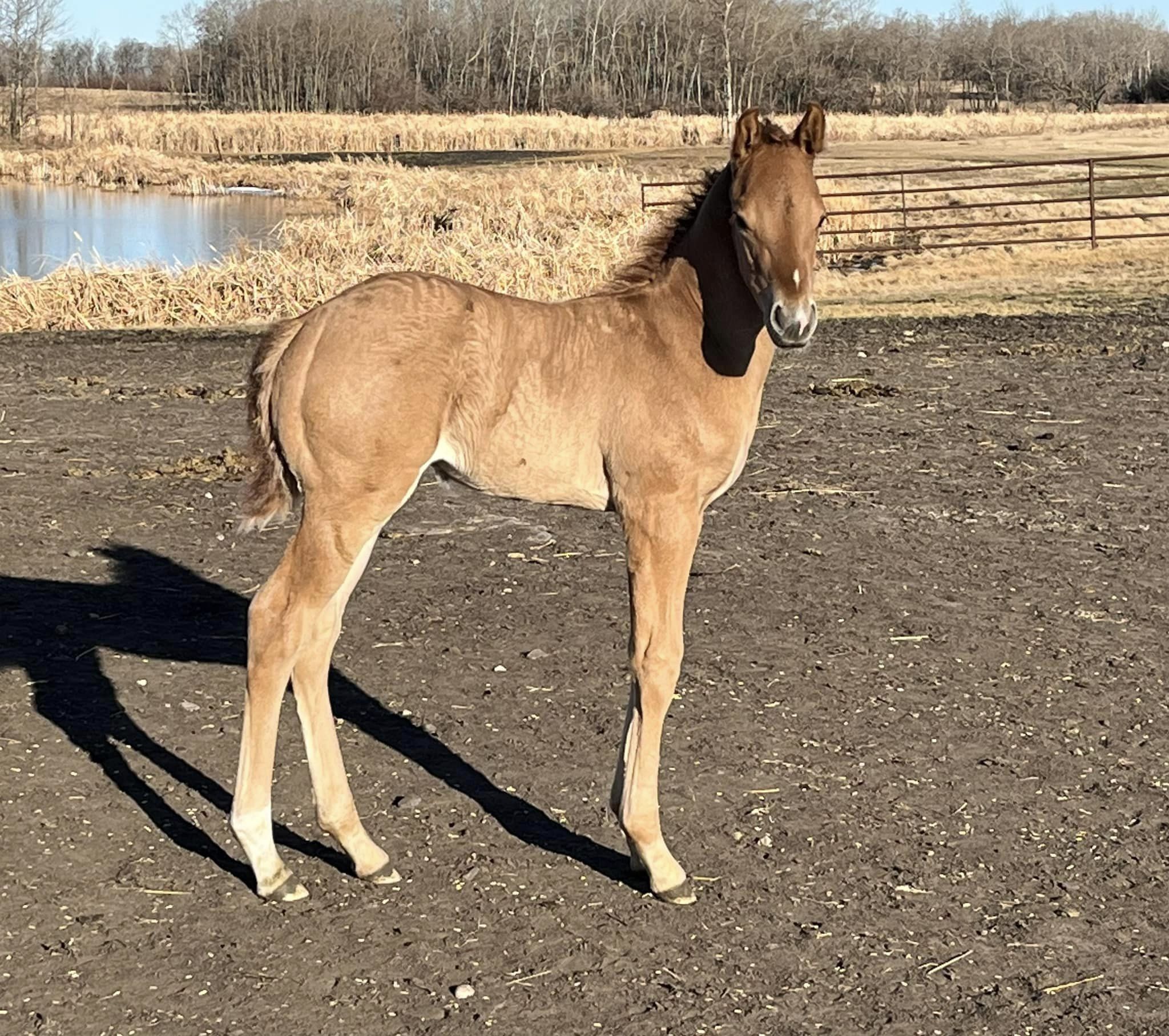 Quarter Horse Weanlings – Bridgeman Land & Livestock