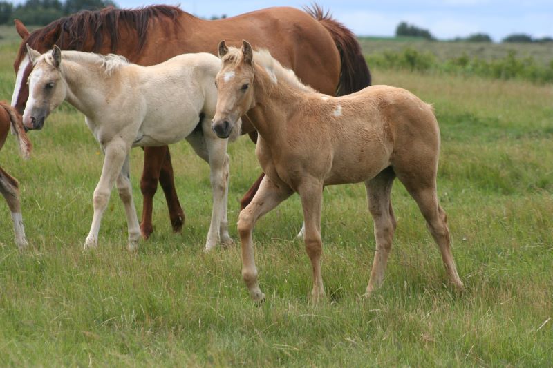 Quarter Horse Weanlings – Bridgeman Land & Livestock