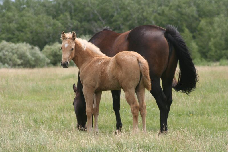 Quarter Horse Weanlings – Bridgeman Land & Livestock