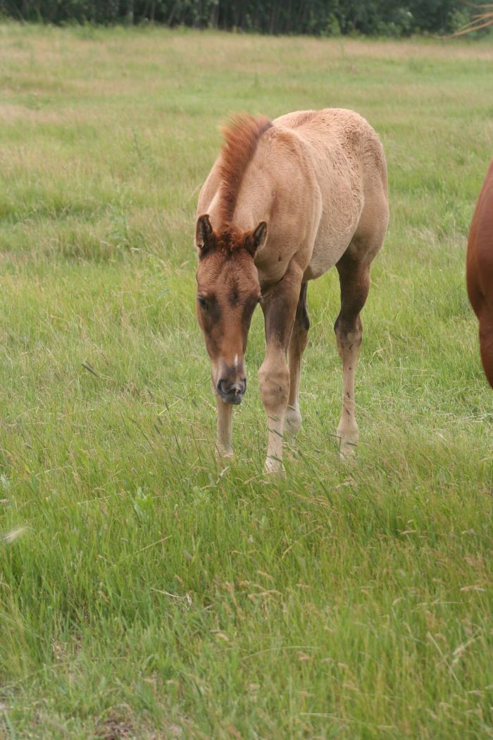 Quarter Horse Weanlings – Bridgeman Land & Livestock