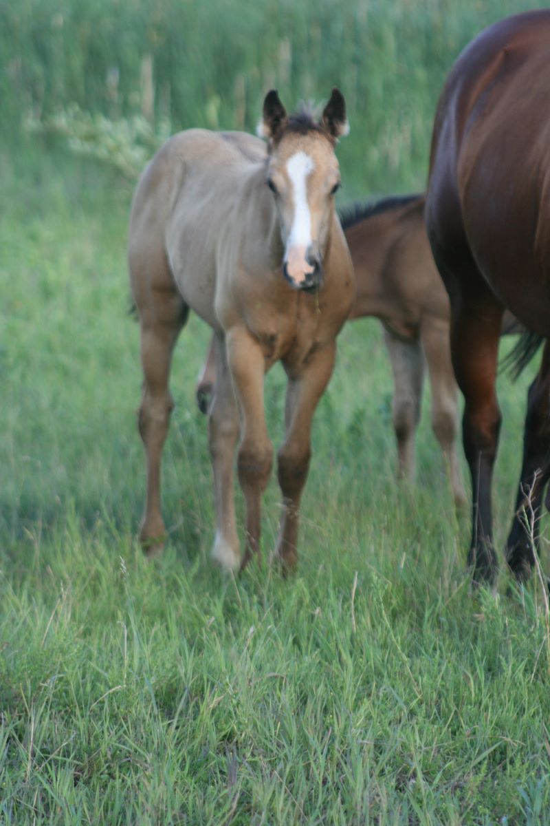 Quarter Horse Weanlings – Bridgeman Land & Livestock