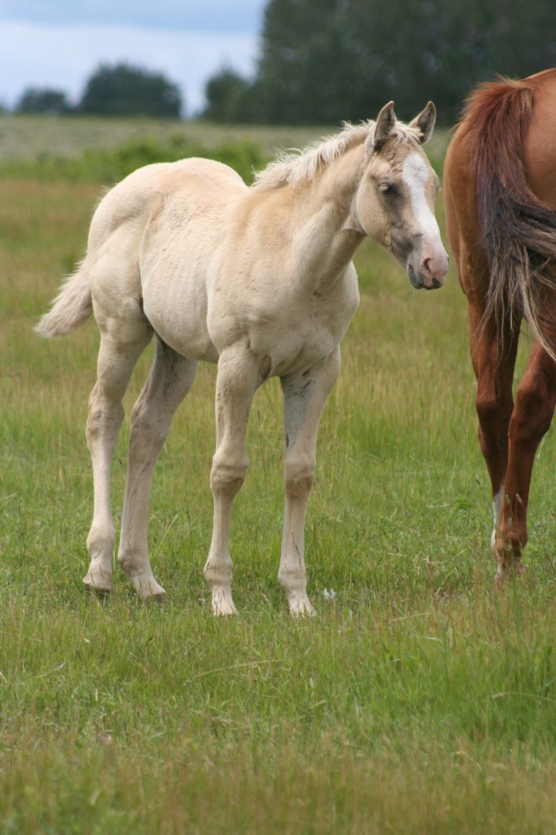 Quarter Horse Weanlings – Bridgeman Land & Livestock