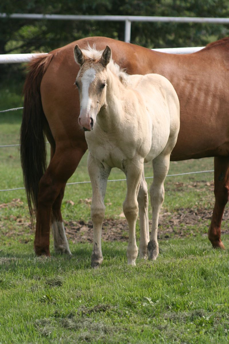 Quarter Horse Weanlings – Bridgeman Land & Livestock
