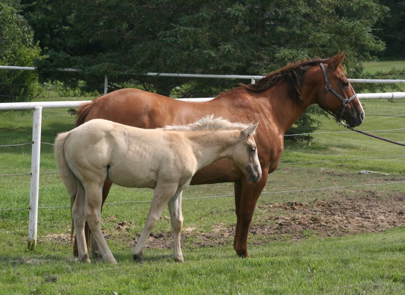 Quarter Horse Weanlings – Bridgeman Land & Livestock