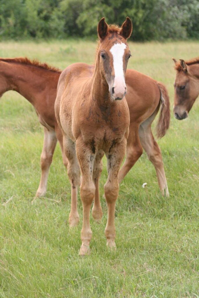 Quarter Horse Weanlings – Bridgeman Land & Livestock