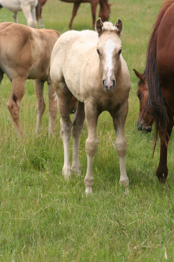 Quarter Horse Weanlings – Bridgeman Land & Livestock