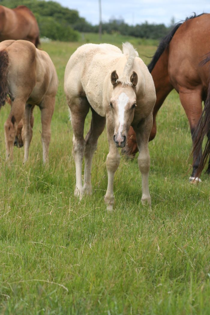 Quarter Horse Weanlings – Bridgeman Land & Livestock