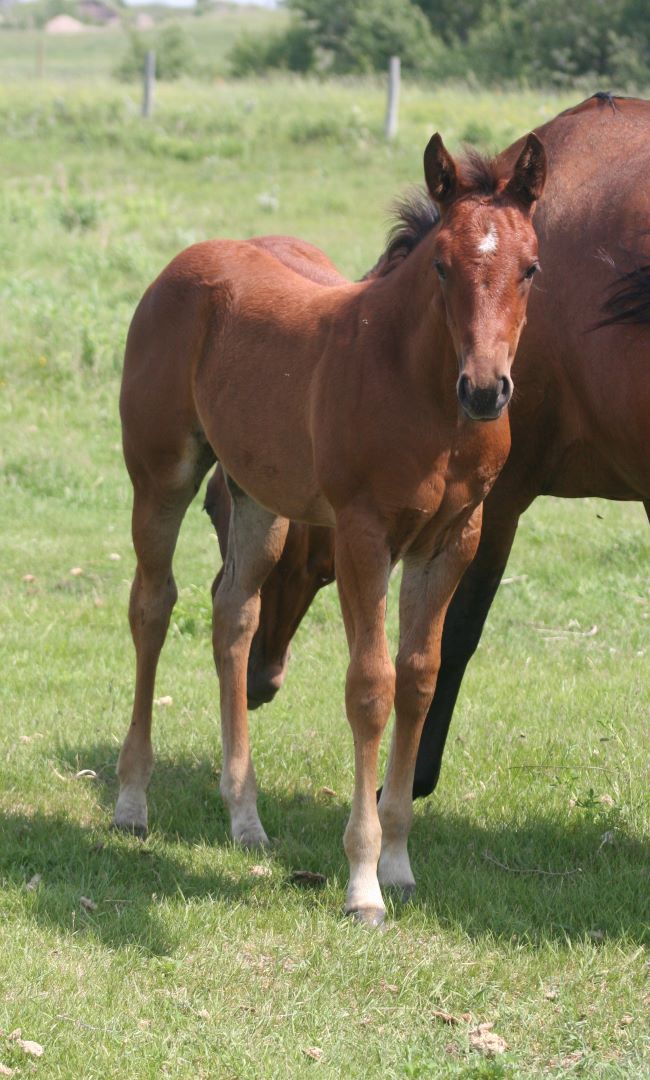 Quarter Horse Weanlings – Bridgeman Land & Livestock