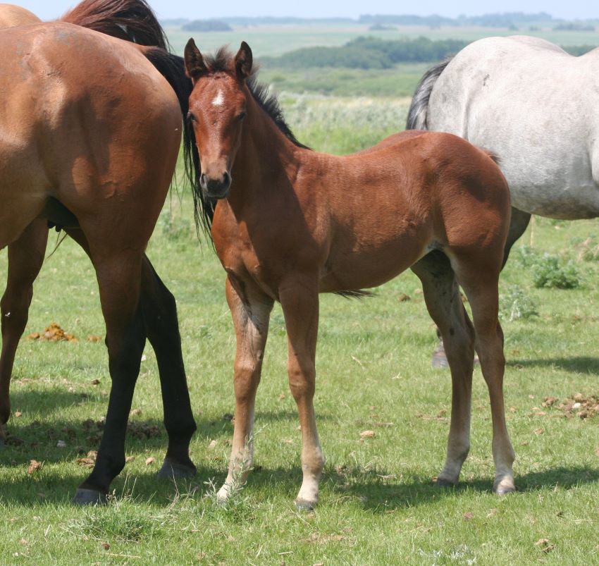 Quarter Horse Weanlings – Bridgeman Land & Livestock