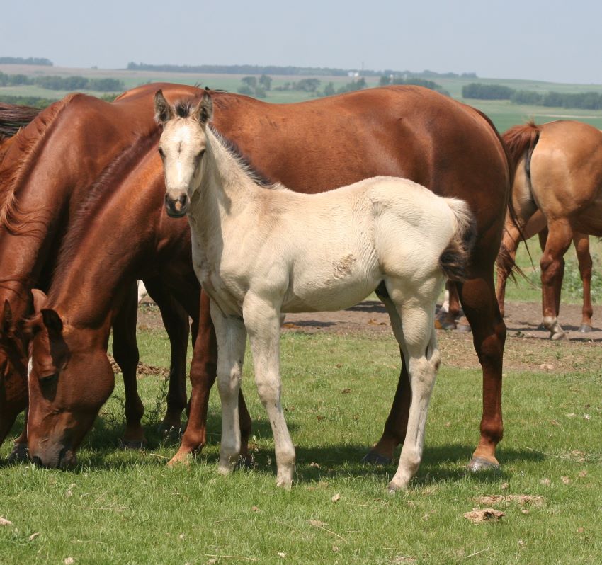 Quarter Horse Weanlings – Bridgeman Land & Livestock